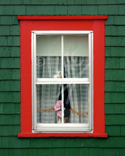 Rose Blanche window
